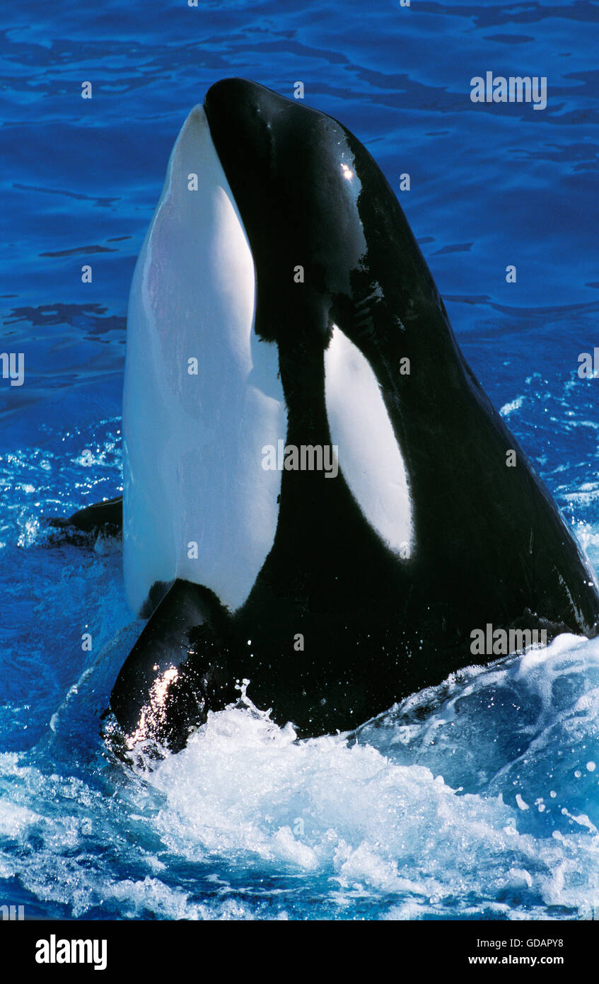 Killer Whale, orcinus orca, Adult breaching Stock Photo - Alamy