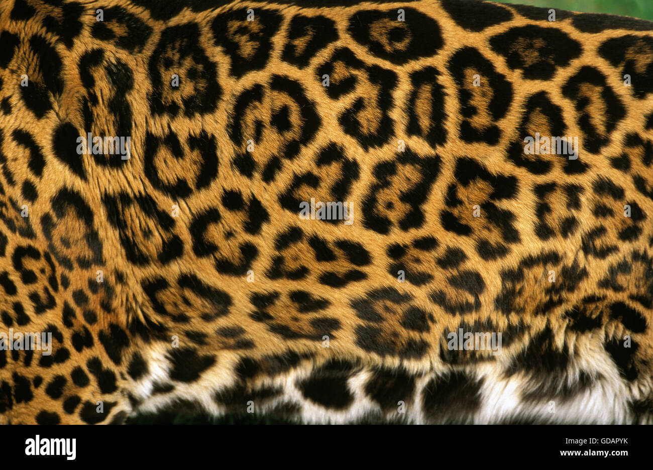 JAGUAR panthera onca, CLOSE-UP OF FUR, ADULT Stock Photo - Alamy