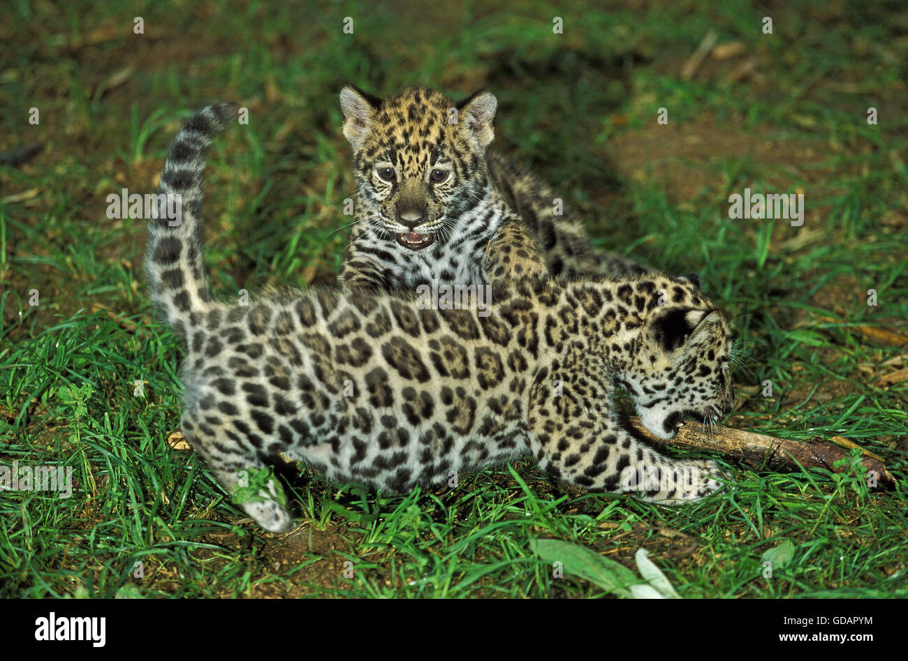 Jaguar, panthera onca, Cub playing Stock Photo - Alamy