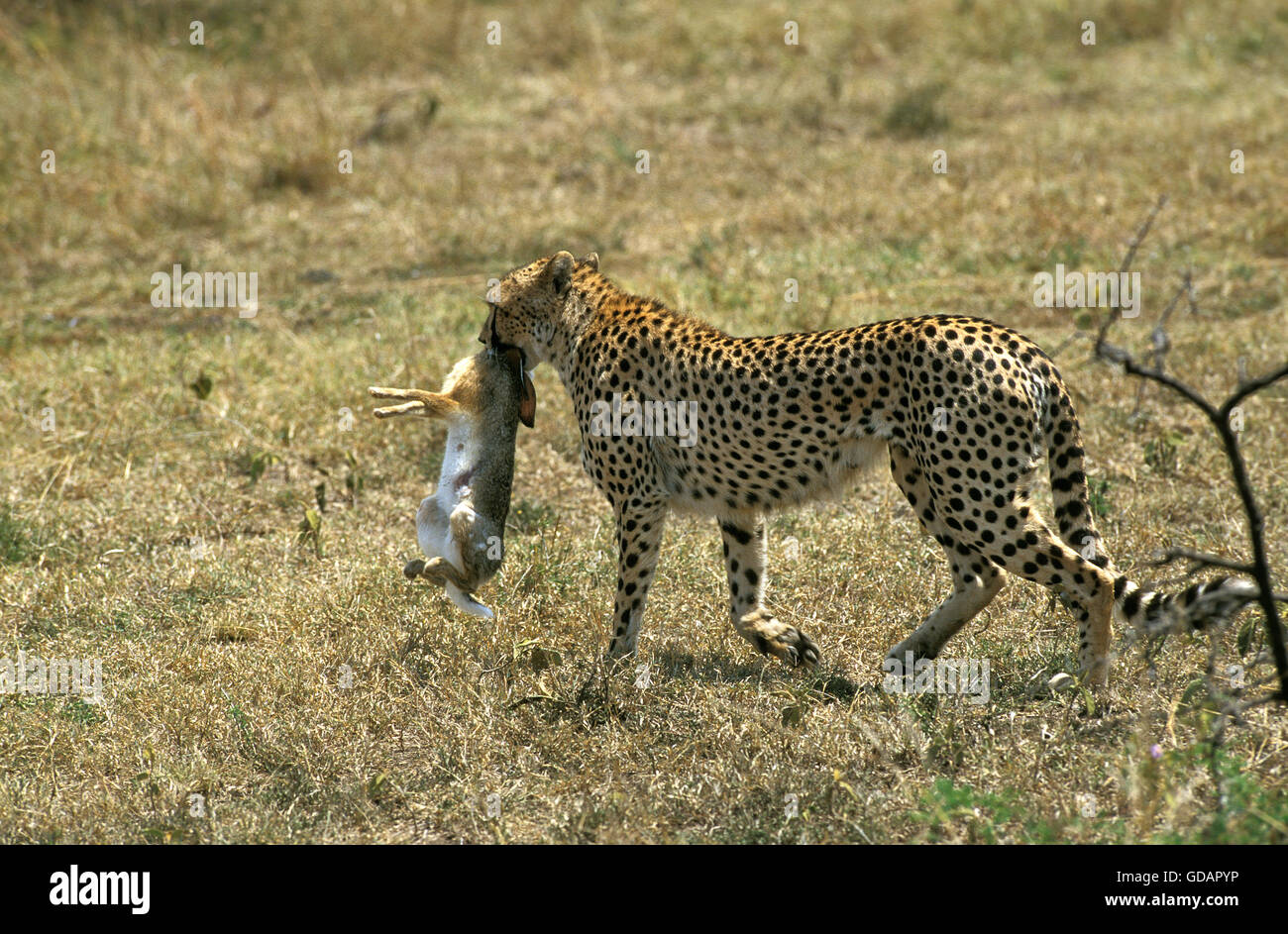 Cheetah chasing rabbit hi-res stock photography and images - Alamy