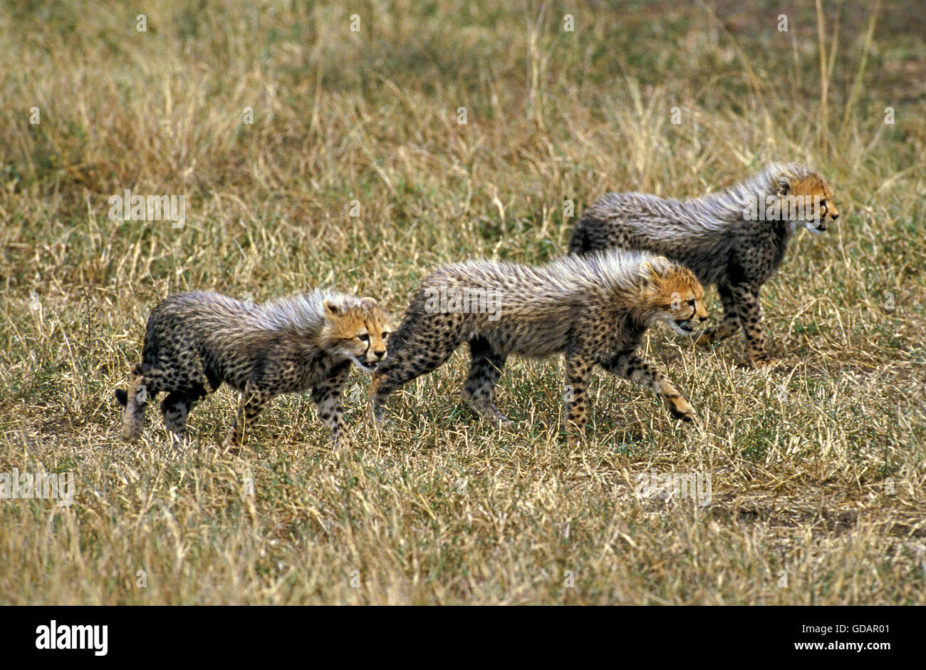 Walking cheetah cub hi-res stock photography and images - Alamy