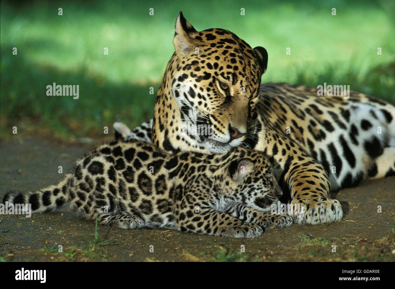 Jaguar, panthera onca, Female with Cub Stock Photo - Alamy