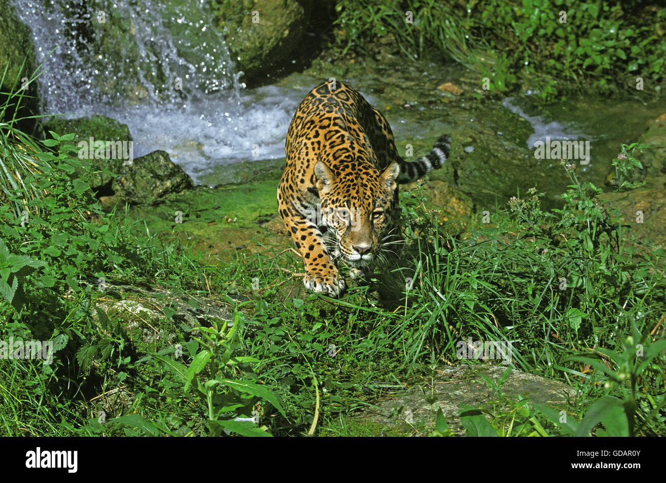 Jaguar, panthera onca Stock Photo - Alamy