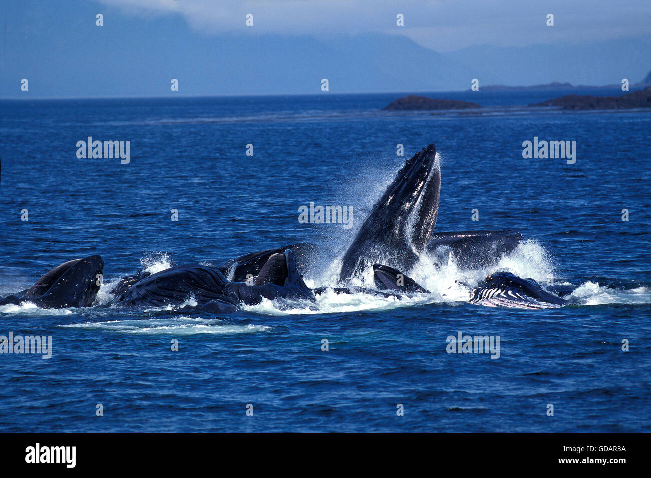 Baleen whale eating krill hi-res stock photography and images - Alamy