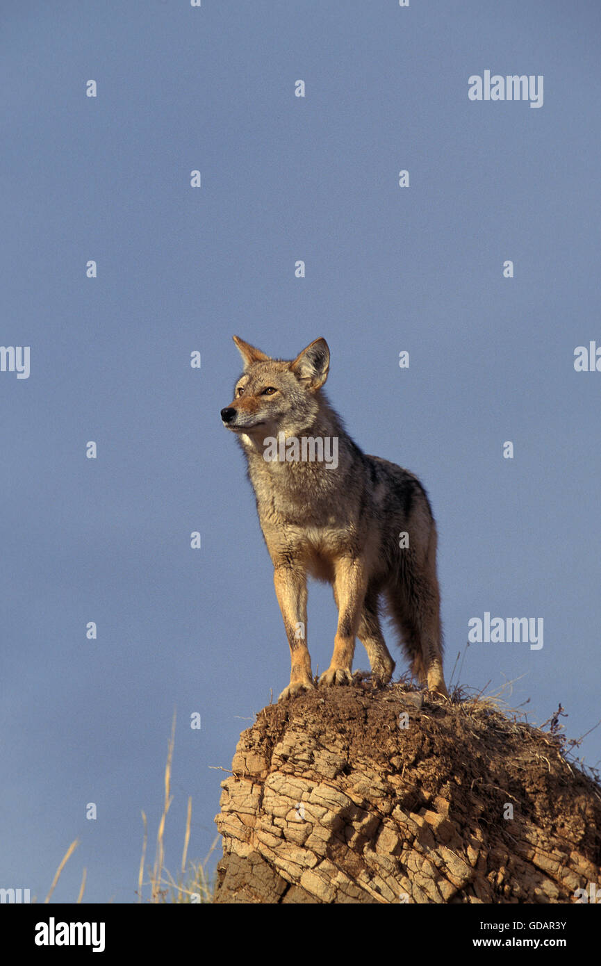 Looking aroung hi-res stock photography and images - Alamy