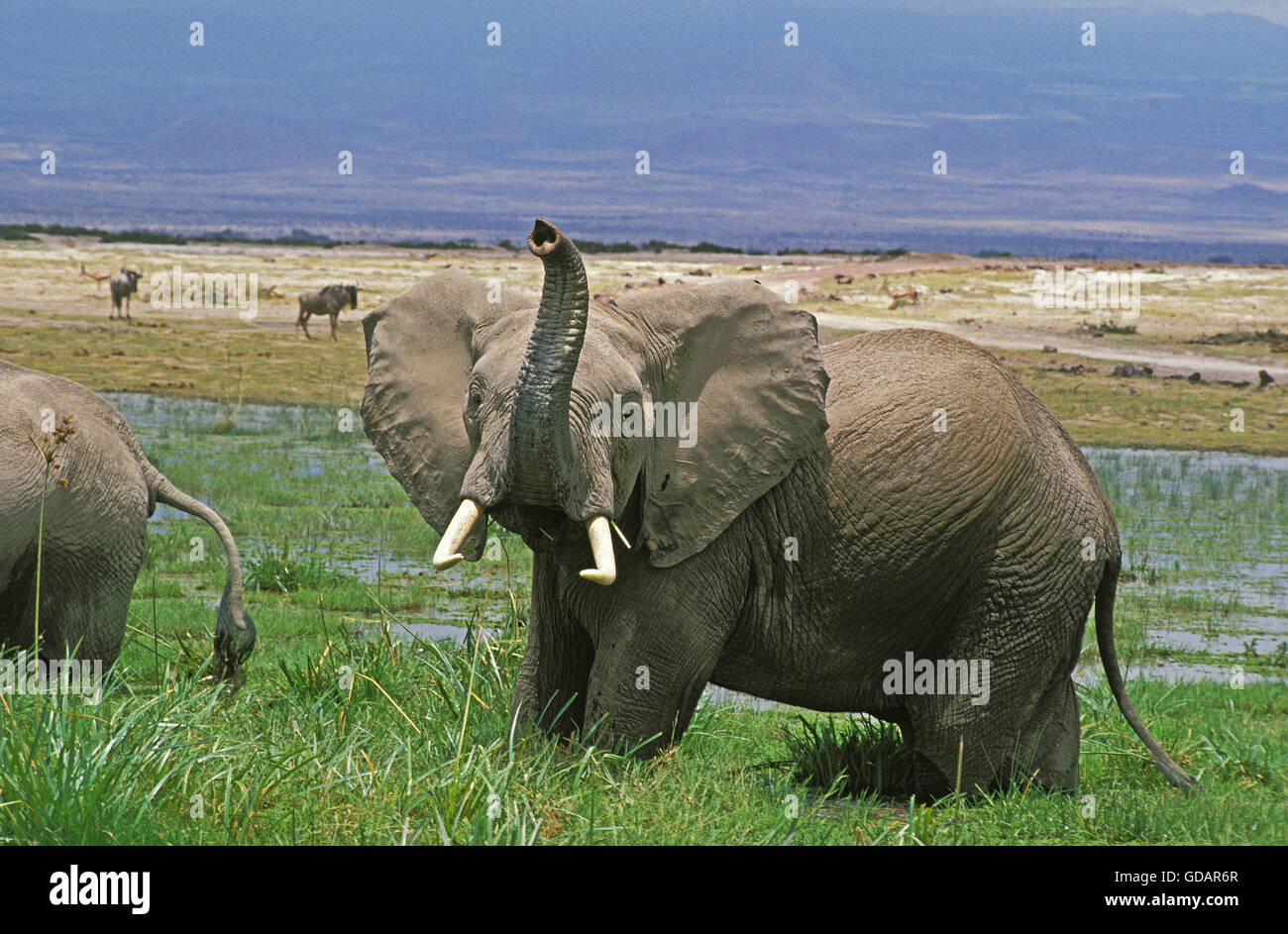 AFRICAN ELEPHANT loxodonta africana, ADULT IN SWAMP SNIFFING THE AIR ...