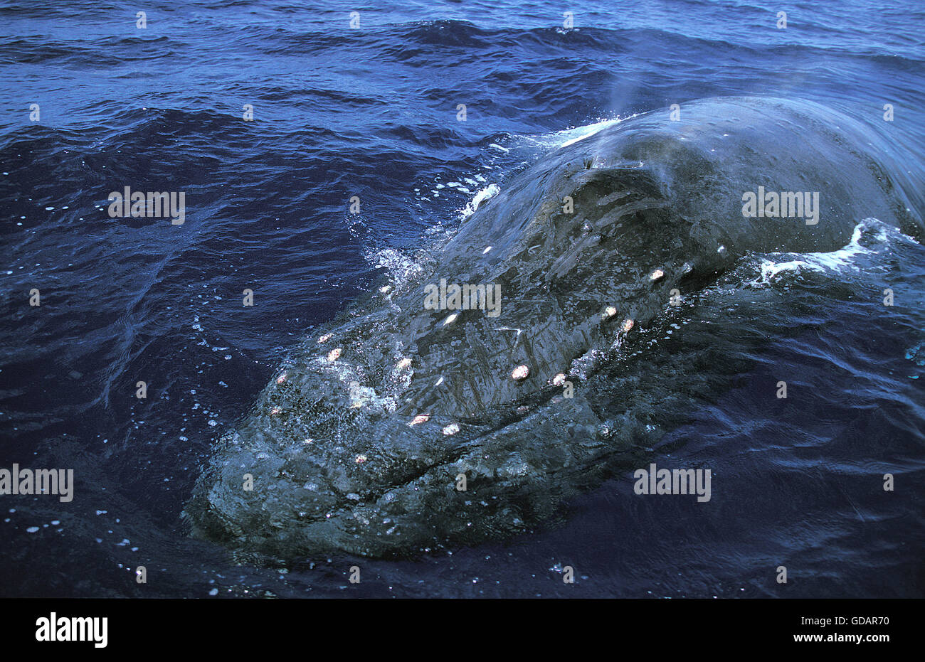 Spouting humpback whale hi-res stock photography and images - Alamy