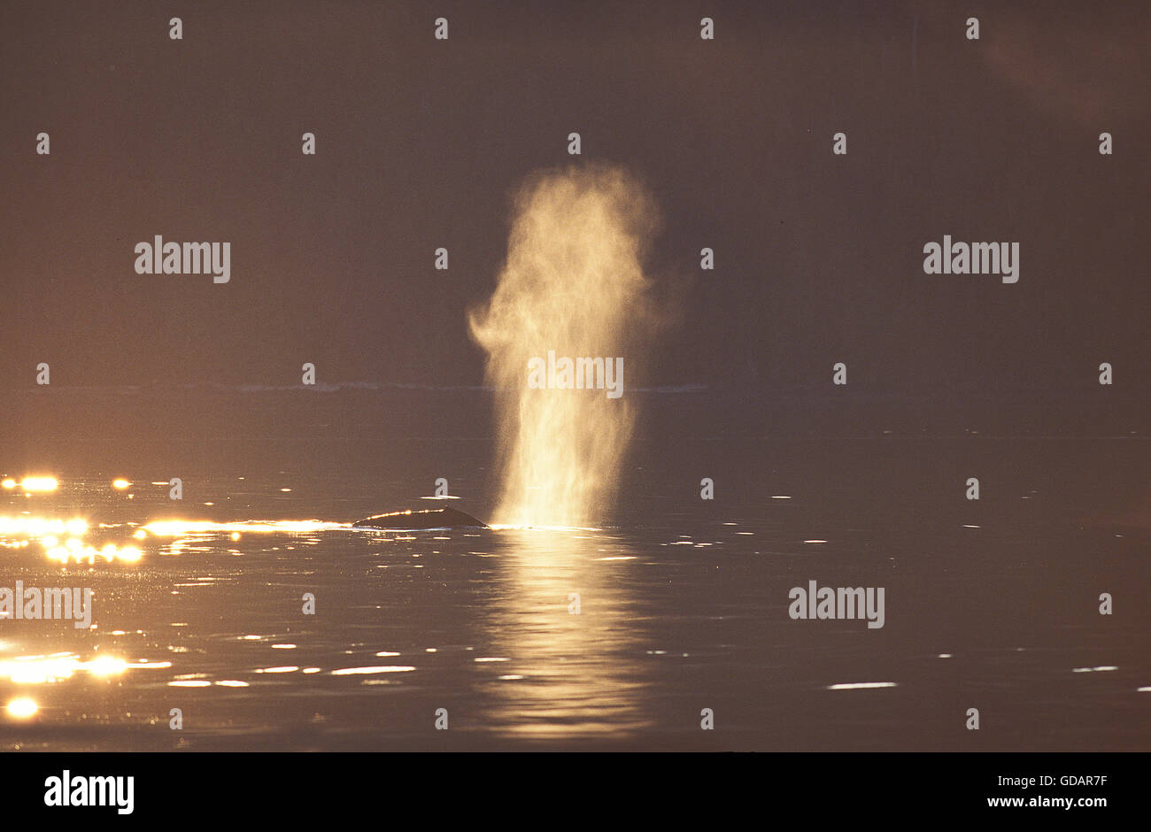 HUMPBACK WHALE megaptera novaeangliae, ADULT SPOUTING AT SURFACE ...