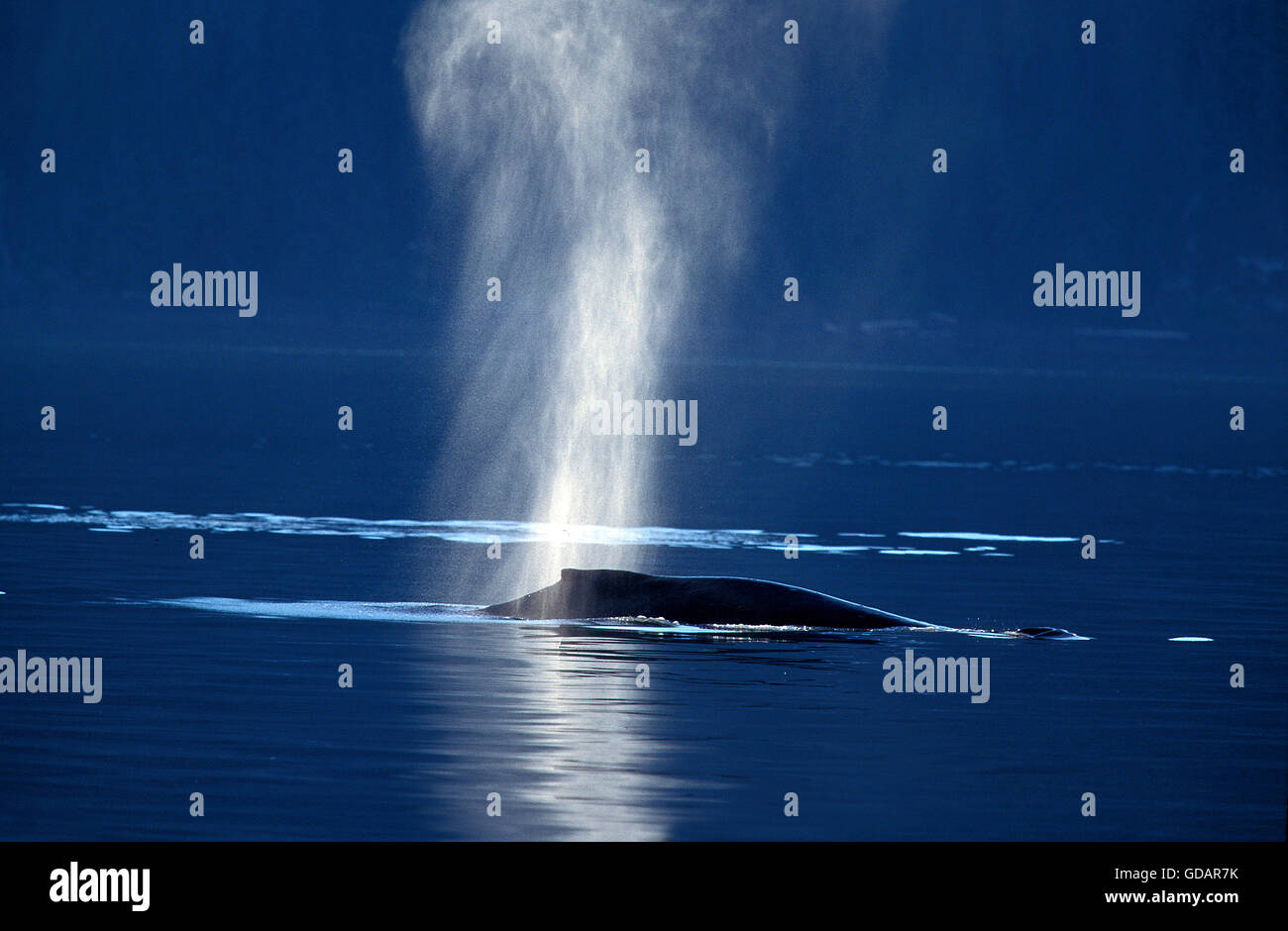 Spouting humpback whale hi-res stock photography and images - Alamy