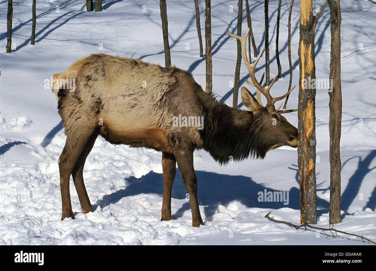 ROCKY MOUNTAIN ELK OR ROCKY MOUNTAIN WAPITI cervus canadensis nelsoni ...