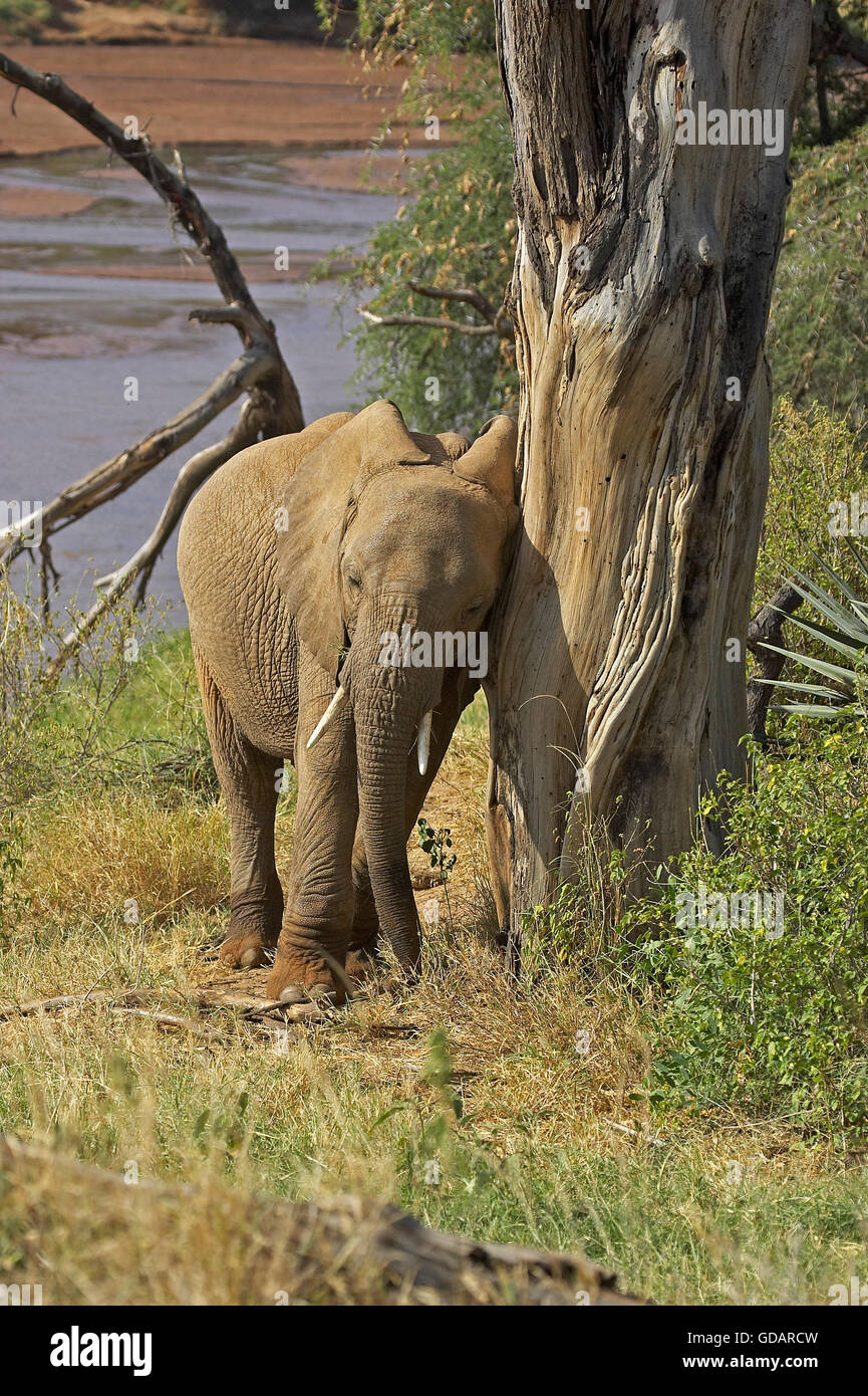 Elephant scratching tree hi-res stock photography and images - Alamy