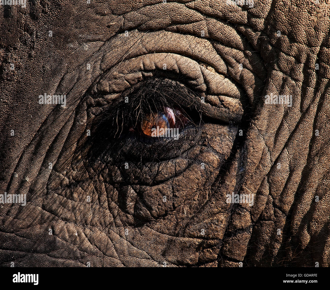 Elephant eye detail hi-res stock photography and images - Alamy