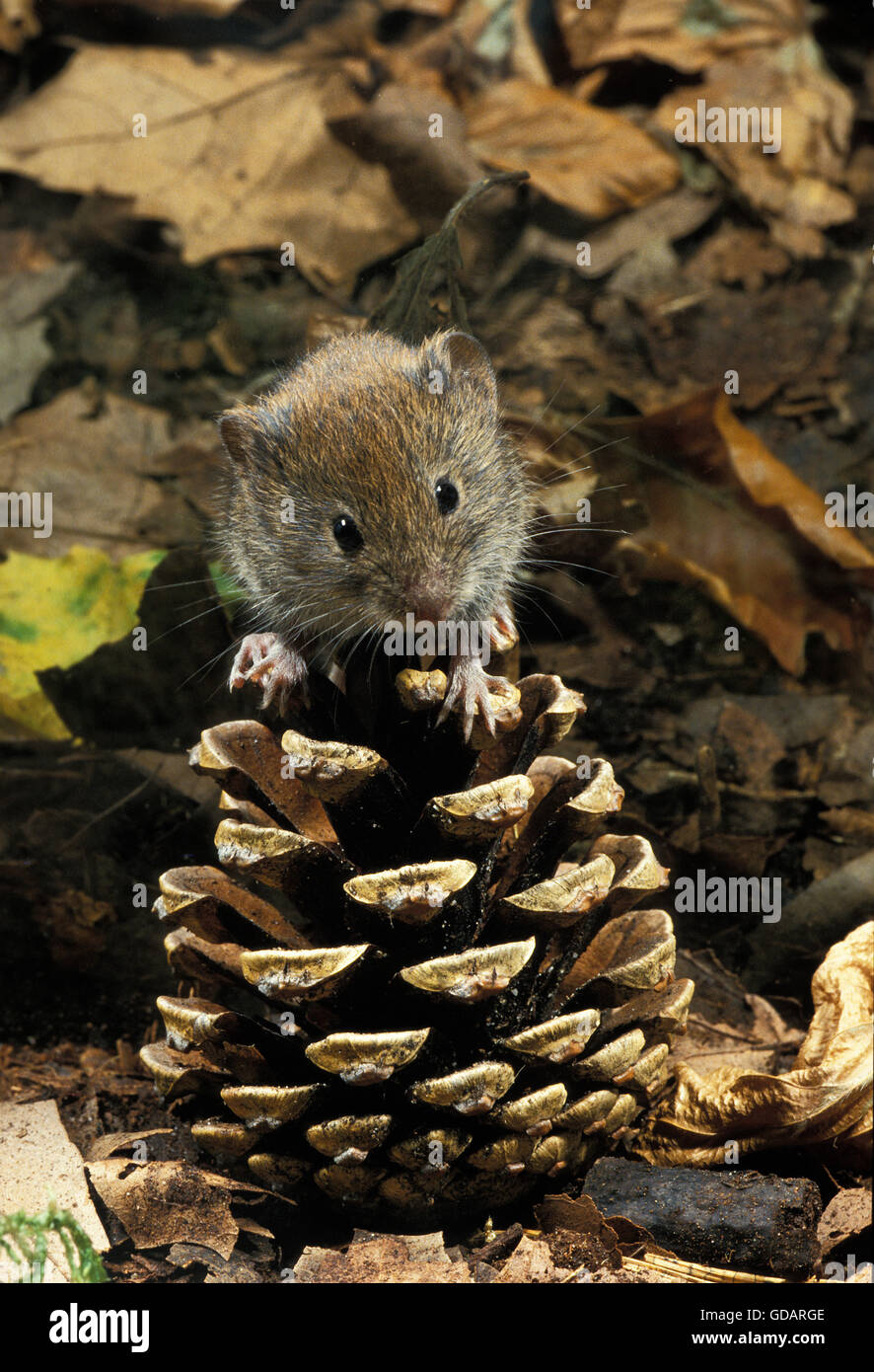 BANK VOLE clethrionomys glareolus, ADULT ON PINE CONE Stock Photo - Alamy