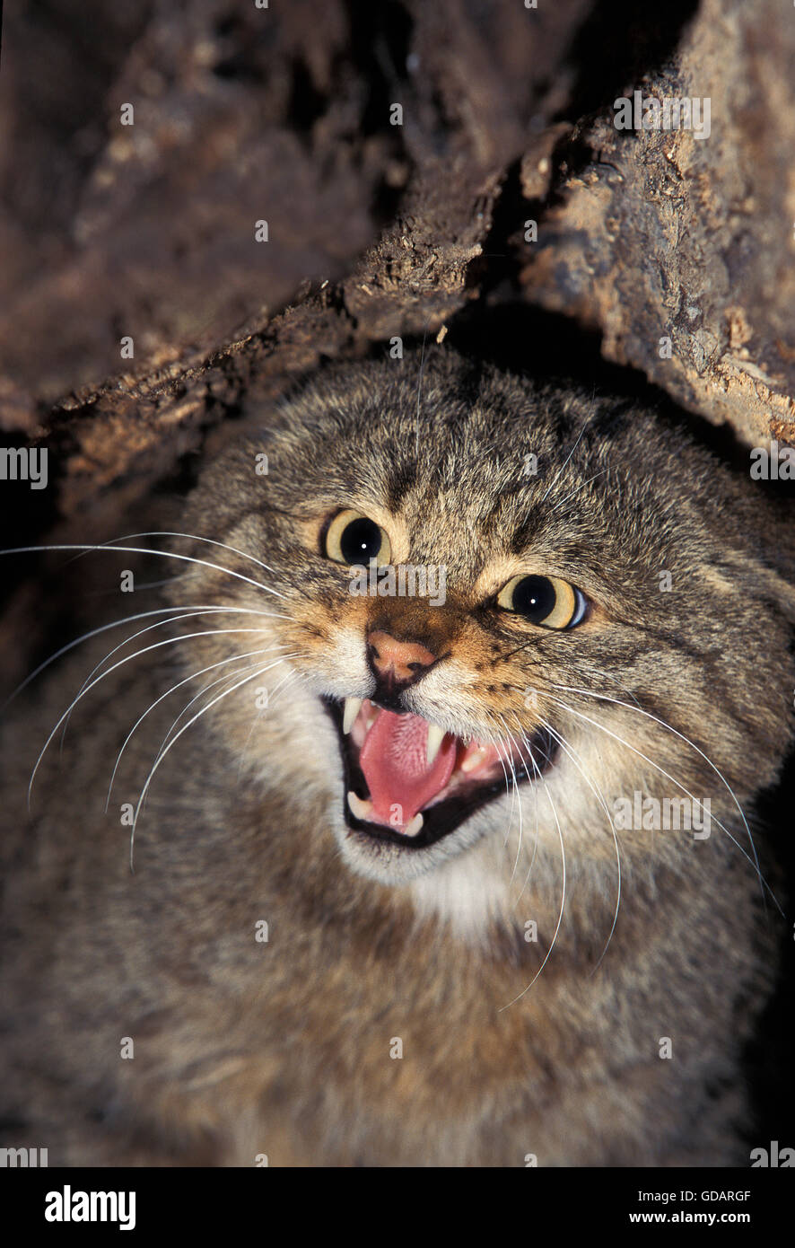 EUROPEAN WILDCAT felis silvestris, PORTRAIT OF ADULT SNARLING Stock ...