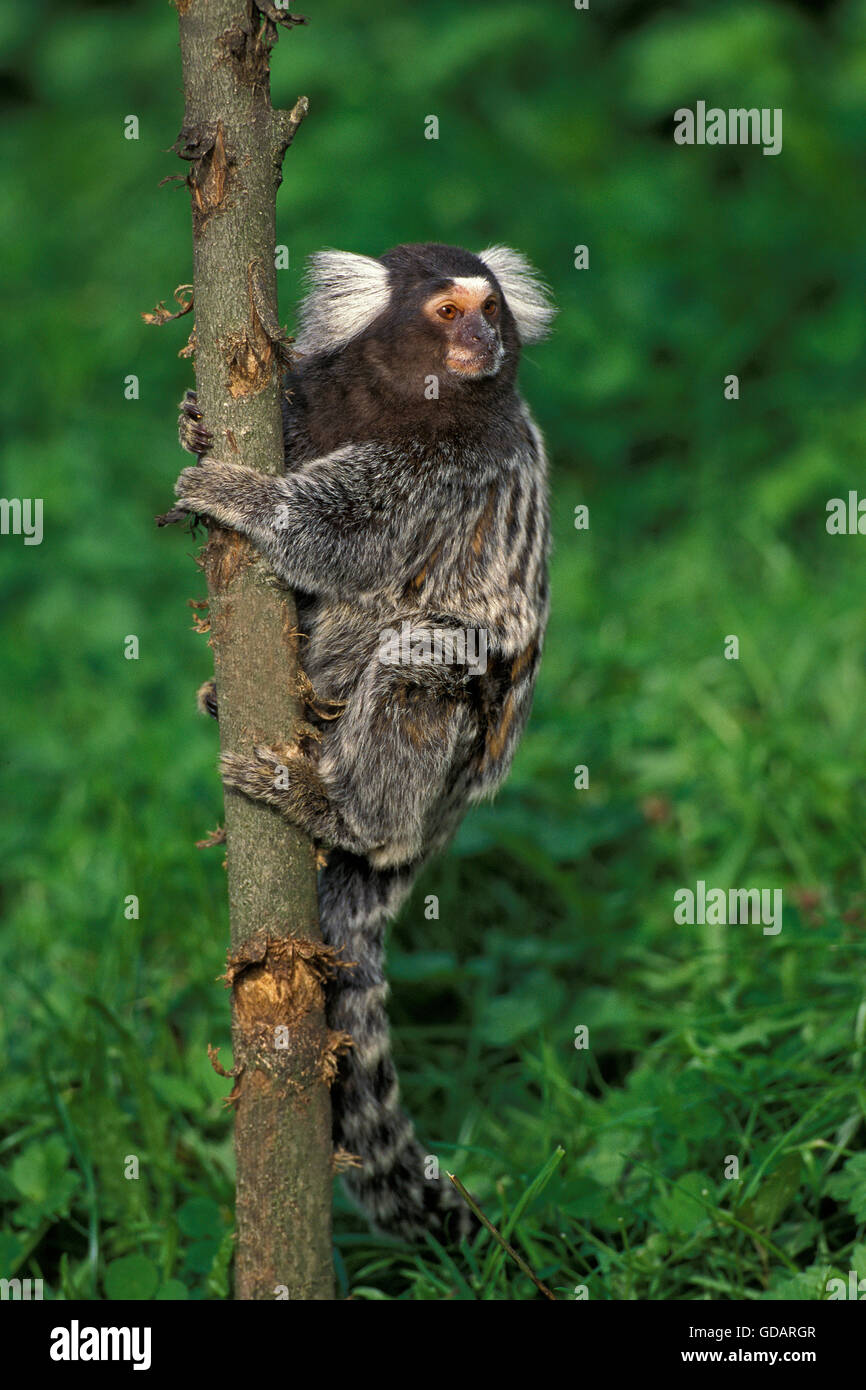 COMMON MARMOSET callithrix jacchus, ADULT HANGING FROM BRANCH Stock ...