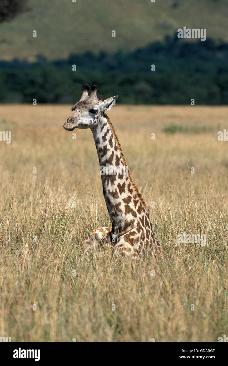 MASAI GIRAFFE giraffa camelopardalis tippelskirchi, ADULT LAYING DOWN ...