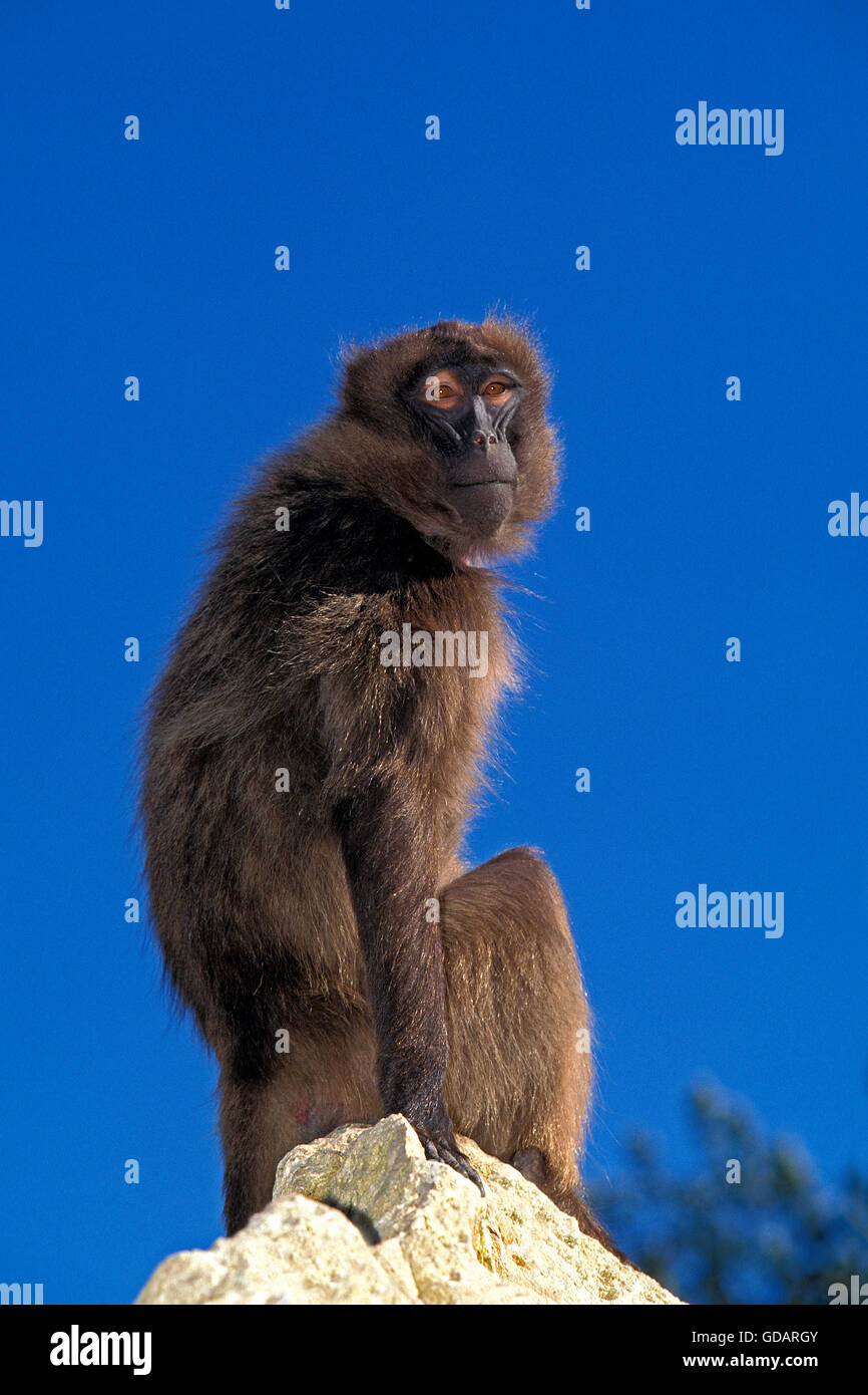 GELADA BABOON theropithecus gelada, FEMALE ON ROCK Stock Photo - Alamy