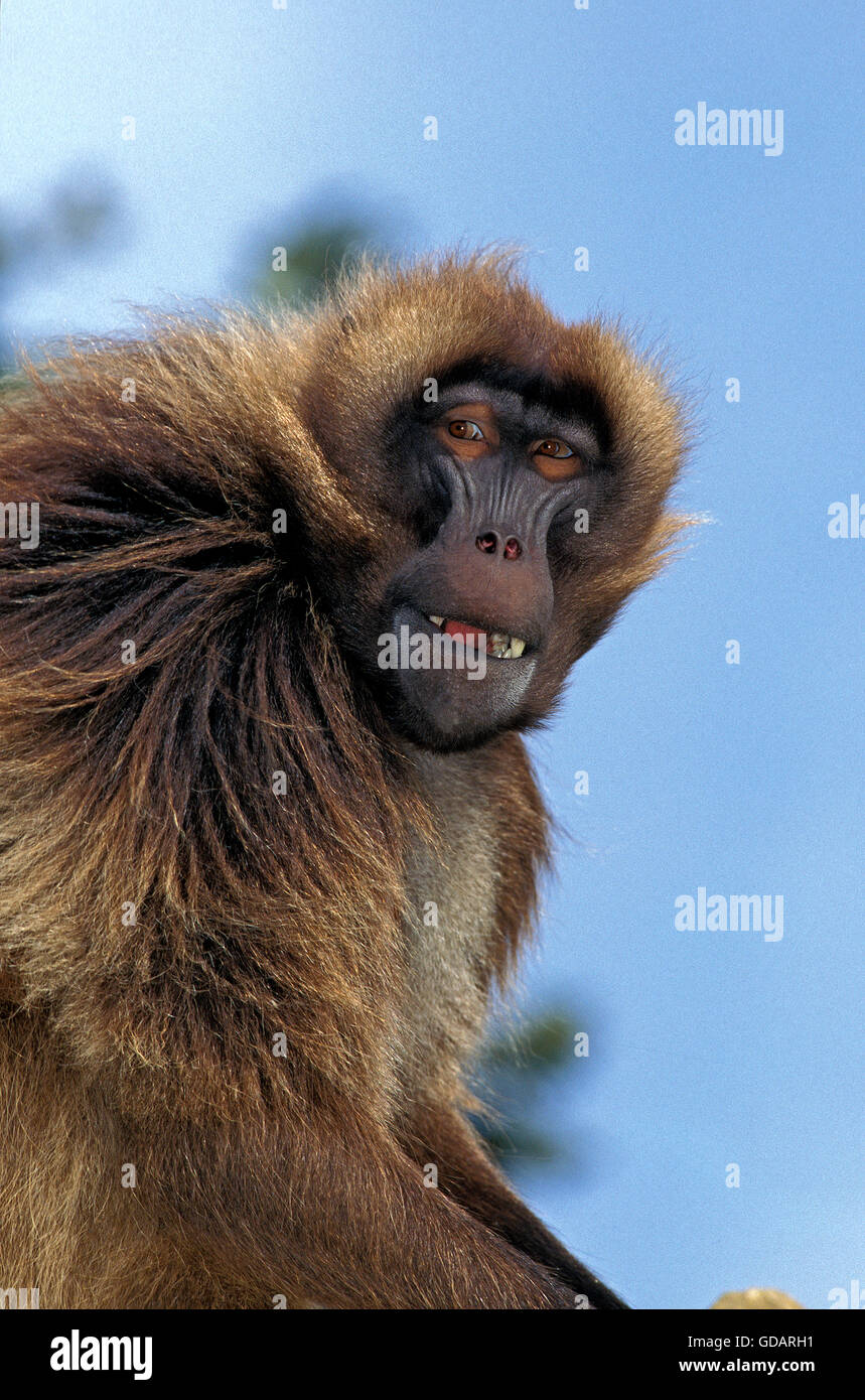 GELADA BABOON theropithecus gelada, PORTRAIT OF MALE Stock Photo - Alamy