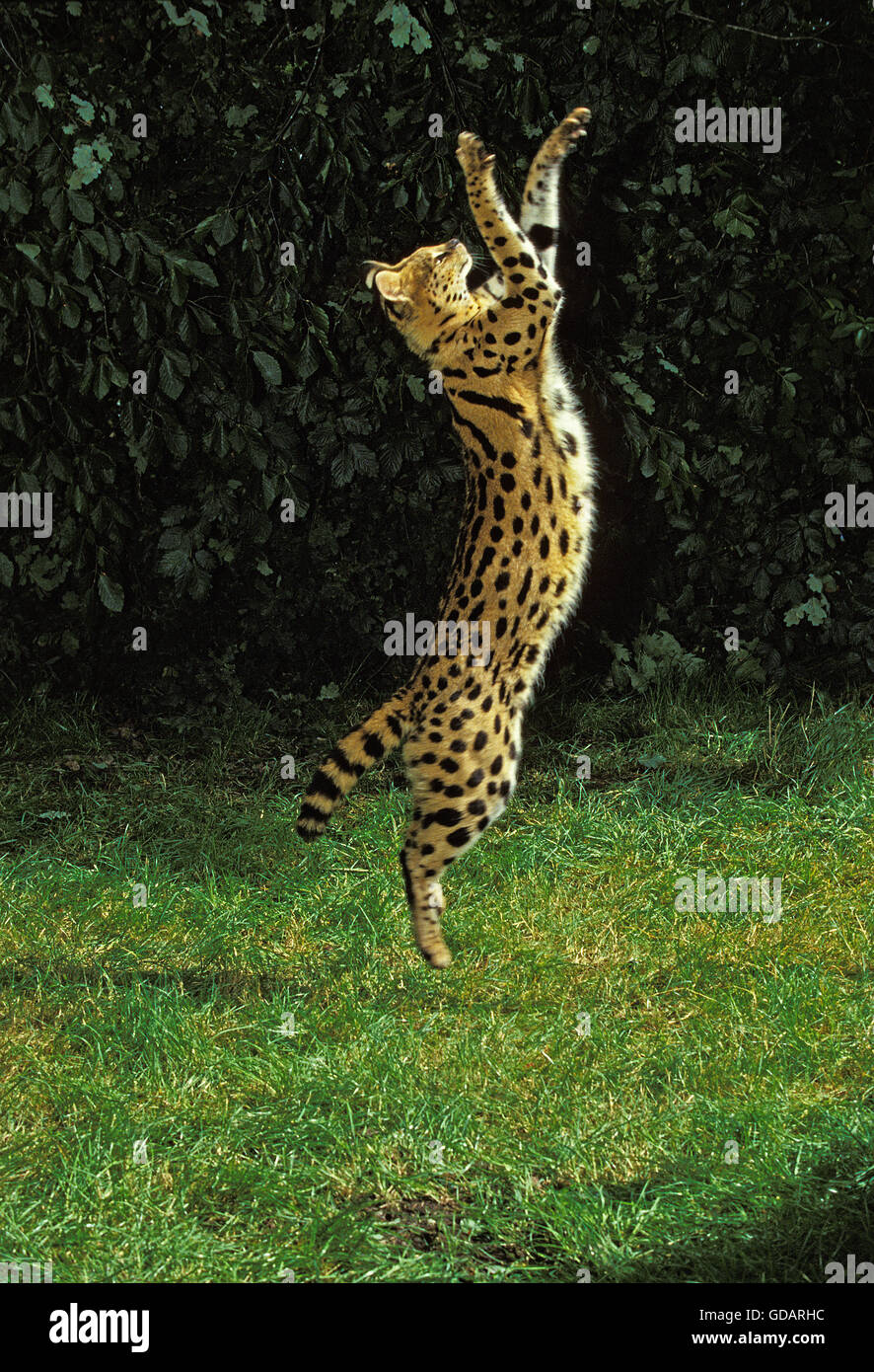 African Serval Jumping