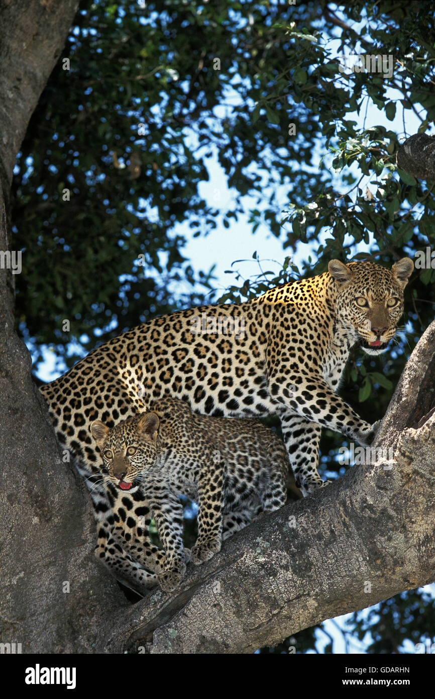 LEOPARD panthera pardus, FEMALE WITH CUB IN TREE Stock Photo - Alamy