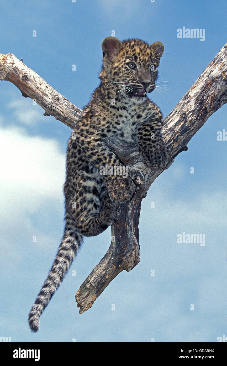 Dead leopard hi-res stock photography and images - Alamy