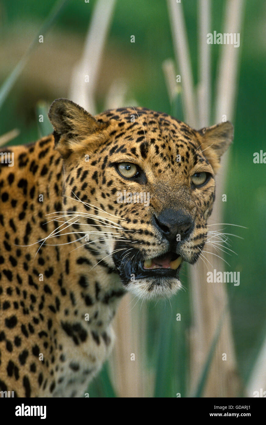 LEOPARD panthera pardus, PORTRAIT OF ADULT Stock Photo - Alamy