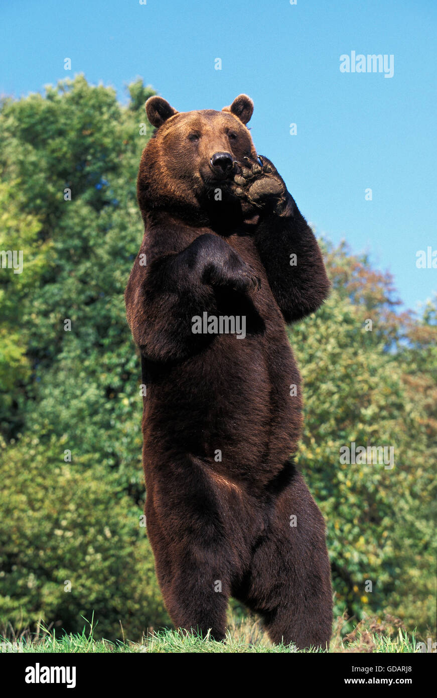 BROWN BEAR ursus arctos, ADULT ON HIND LEGS Stock Photo - Alamy
