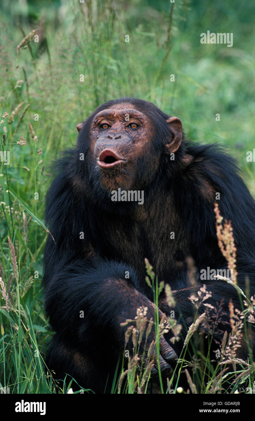 Funny Chimpanzee Face