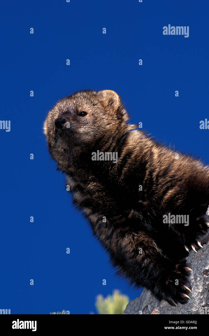 Pennanti High Resolution Stock Photography and Images - Alamy