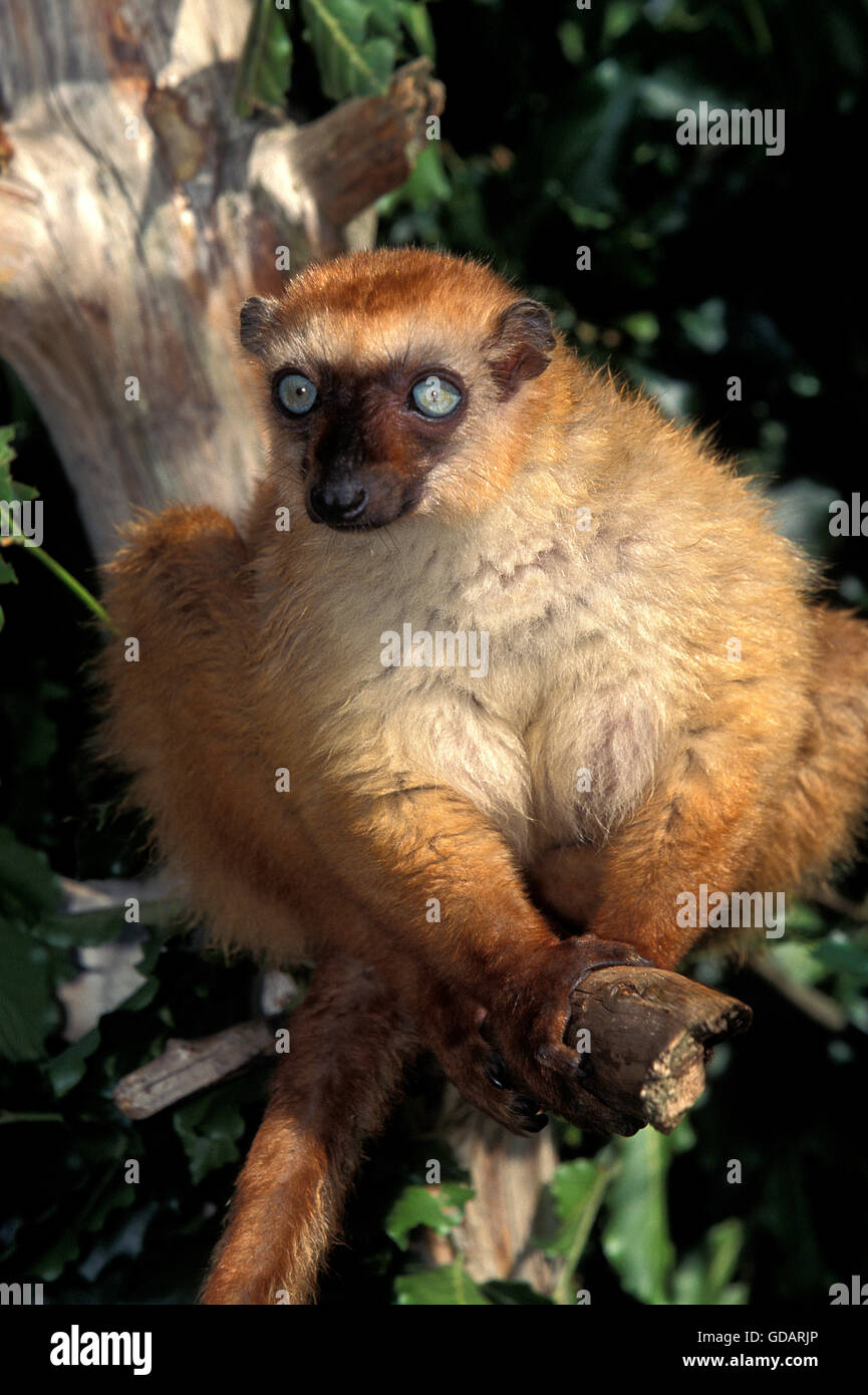 Lemur macaco hi-res stock photography and images - Alamy