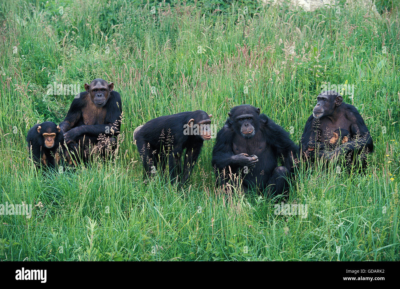 Chimpanzee group hi-res stock photography and images - Alamy