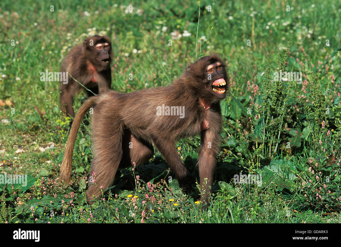 Gelada Baboon, theropithecus gelada, Female with Open Mouth, Defensive ...