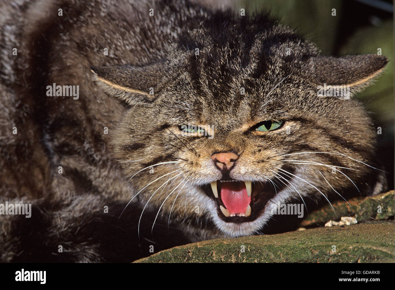 European Wildcat, felis silvestris, Adult Snarling, With Open Mouth ...