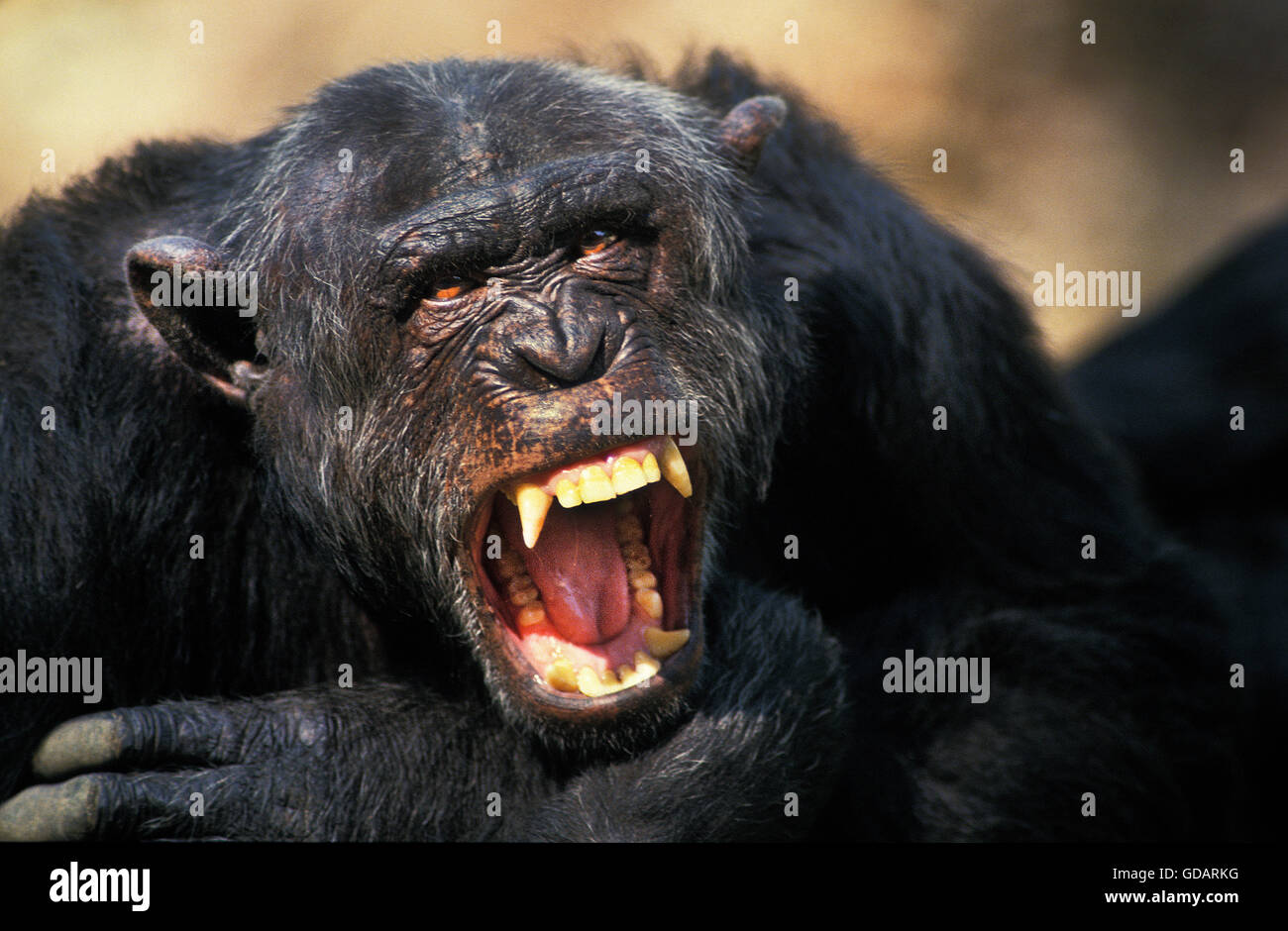 Aggressive chimpanzee hi-res stock photography and images - Alamy