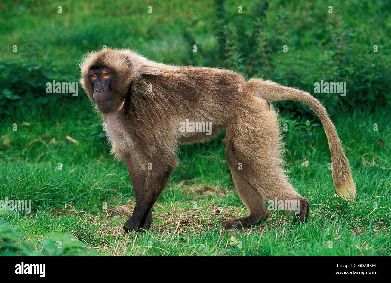 Baboon stands hi-res stock photography and images - Alamy