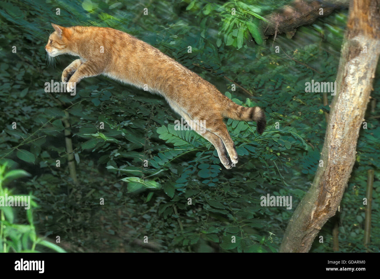 European Wildcat, felis silvestris, Adult Leaping Stock Photo - Alamy