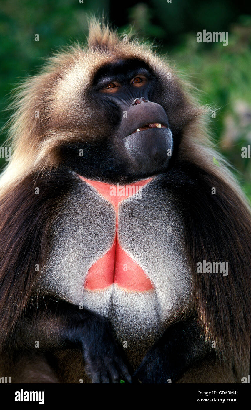 GELADA BABOON theropithecus gelada, PORTRAIT OF MALE Stock Photo - Alamy