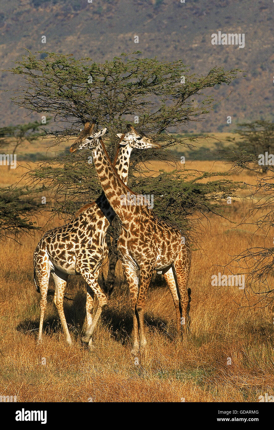 Masai Giraffe, giraffa camelopardalis tippelskirchi, Adults in Savanna ...