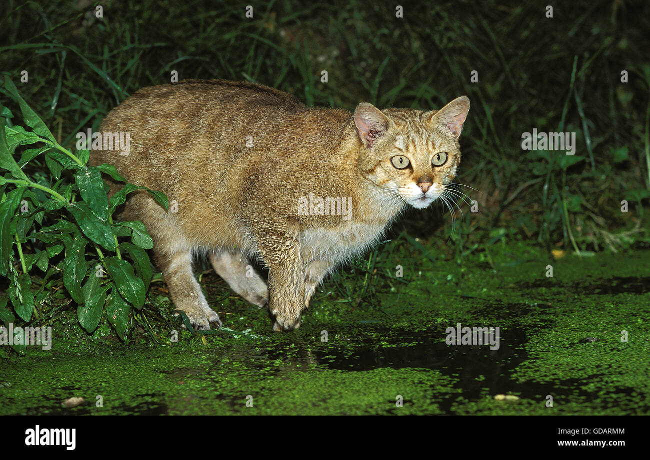 European Wildcat, felis silvestris hunting in Swamp Stock Photo - Alamy