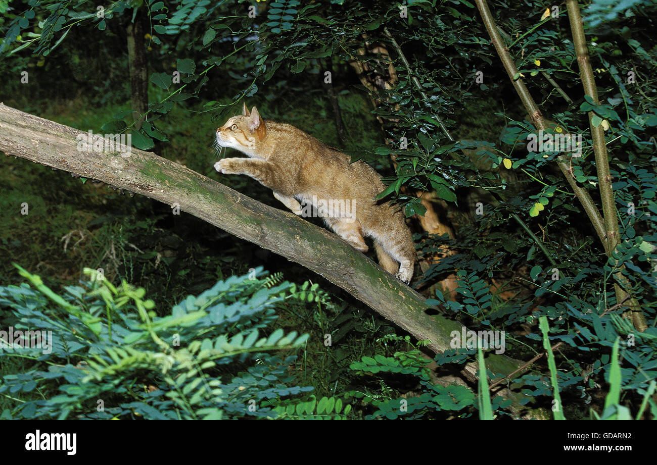 European wild cat on branch hi-res stock photography and images - Alamy