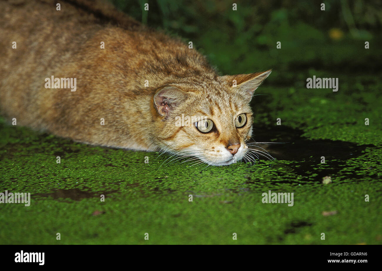European Wildcat, felis silvestris swimming in Swamp Stock Photo - Alamy