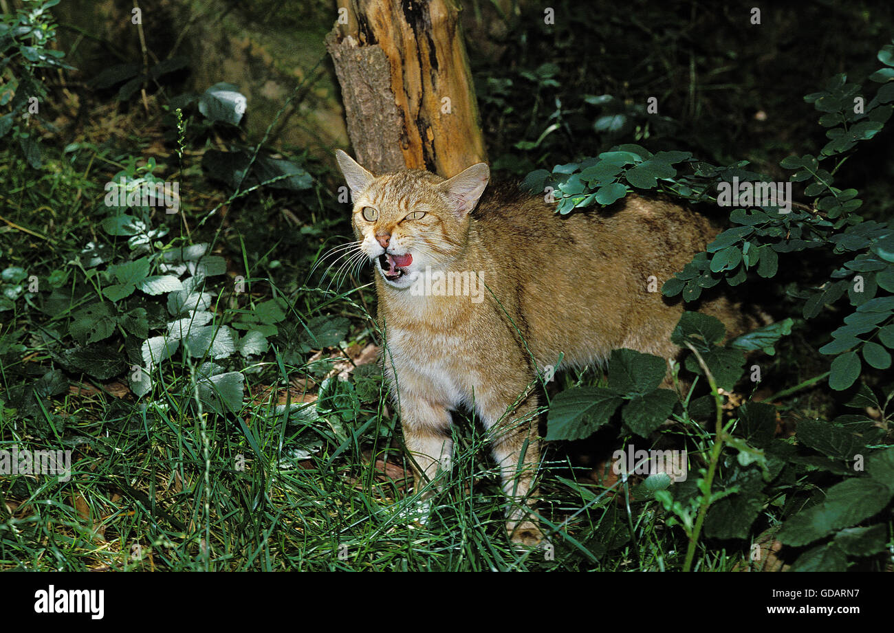 EUROPEAN WILDCAT felis silvestris, ADULT LICKING Stock Photo - Alamy