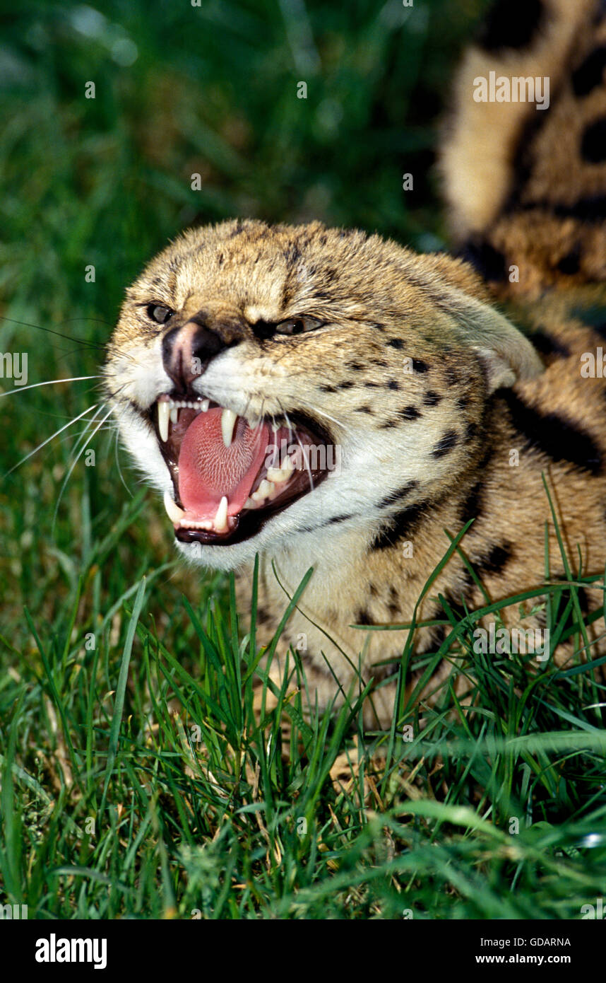 Serval lying hi-res stock photography and images - Alamy