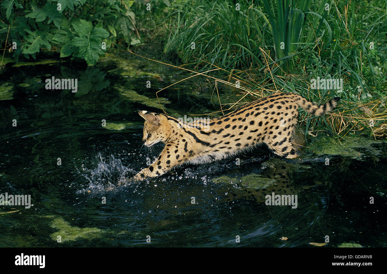 SERVAL leptailurus serval, ADULT FISHING Stock Photo - Alamy