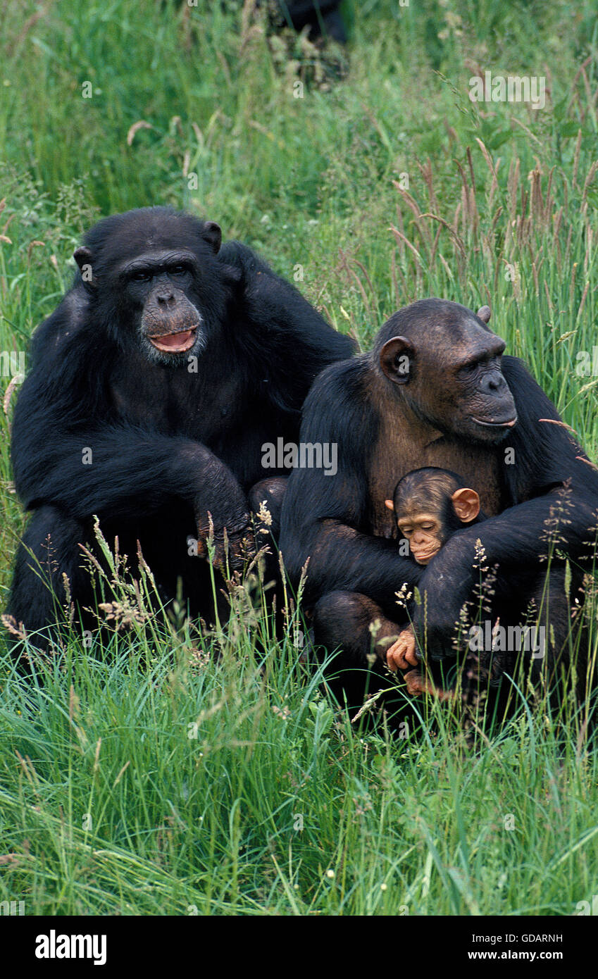 Difference Between Male And Female Chimpanzee
