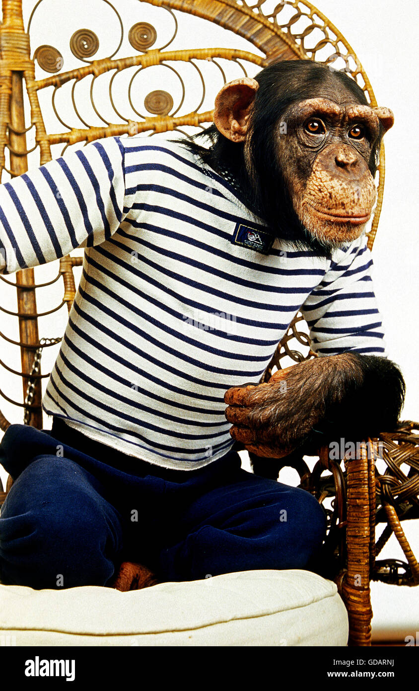 CHIMPANZEE pan troglodytes, TRAINED AND DISGUISED ANIMAL Stock Photo ...