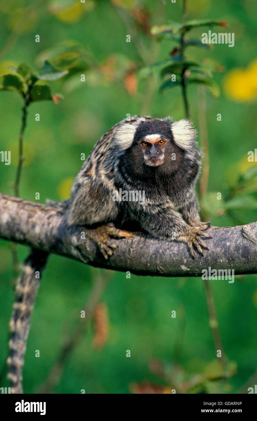 Common marmoset callithrix jacchus hi-res stock photography and images ...