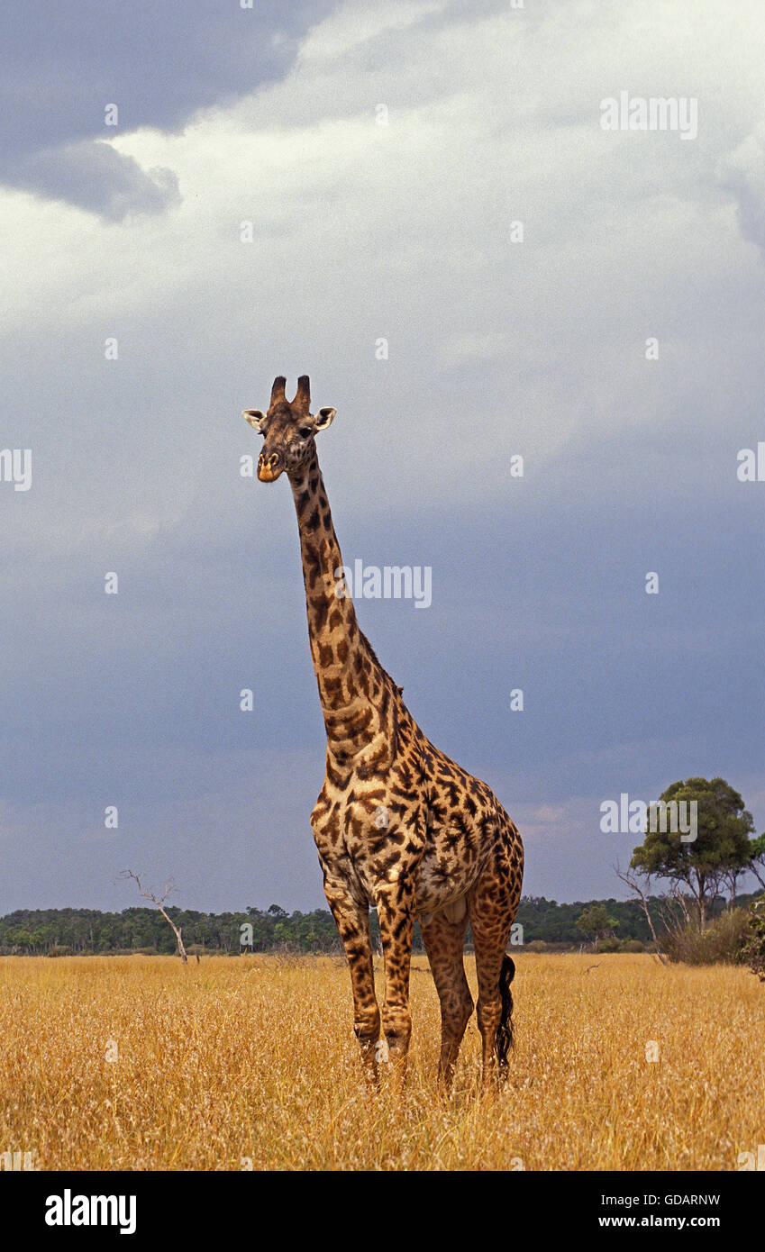 Masai Giraffe, giraffa camelopardalis tippelskirchi, Adult in Savanna ...