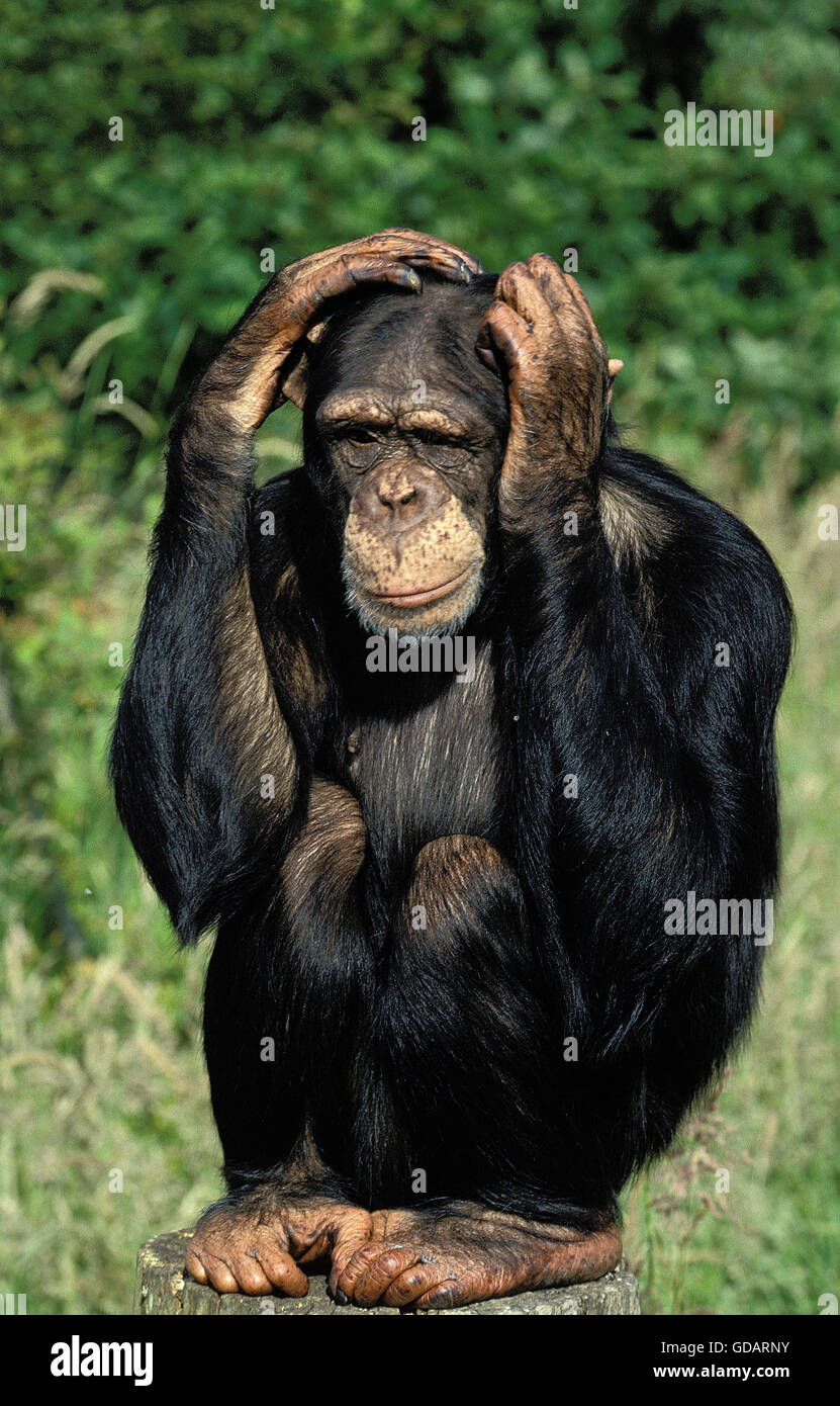 CHIMPANZEE pan troglodytes, ADULT WITH FUNNY FACE, SCRATCHING ITS HEAD ...