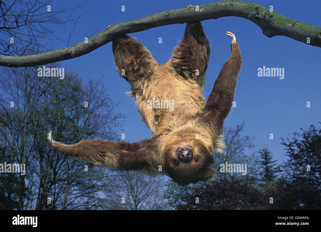 TWO TOED SLOTH choloepus didactylus HANGING UPSIDE DOWN FROM BRANCH ...